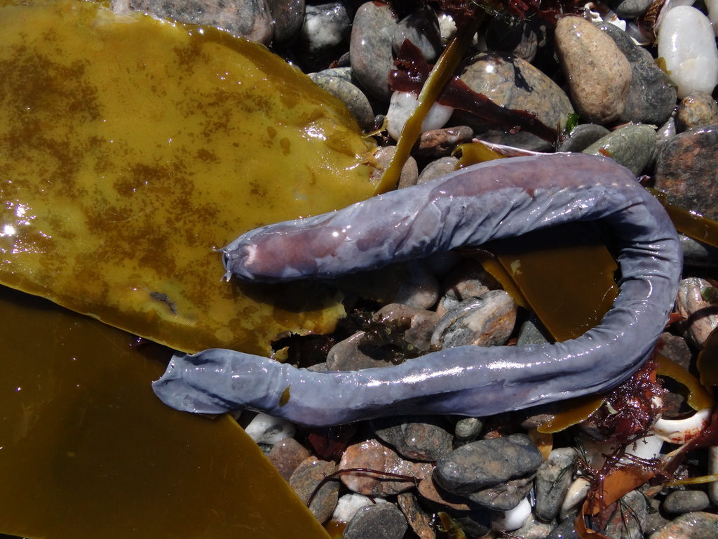 Cape Hagfish (Myxine capensis) - Marine Life Identification