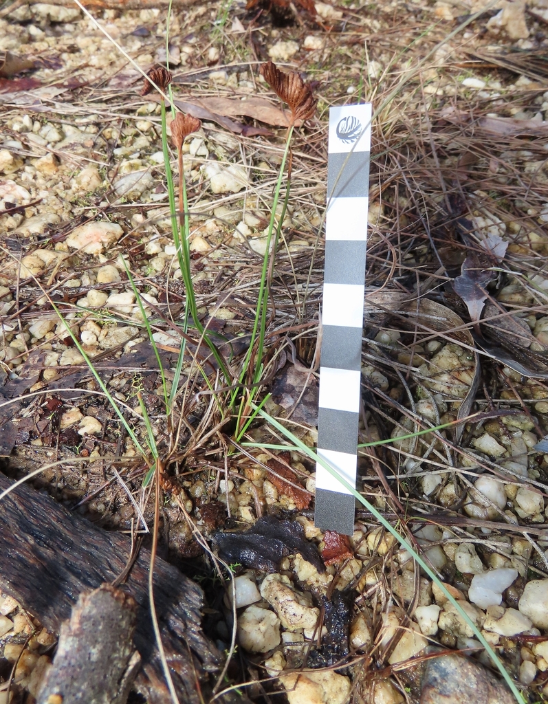 Forked Comb Fern from Wallaga Lake NSW 2546, Australia on May 12, 2024 ...