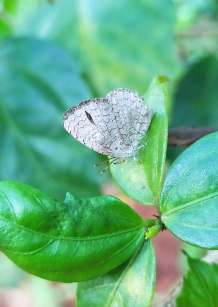 Apefly from X9RX+825, Parassinikadavu, Kerala 670563, India on May 13 ...