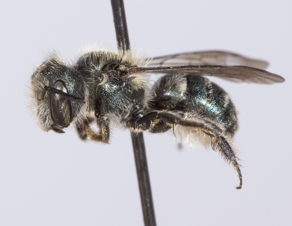 Mason Bees in May 2019 by MaLisa Spring · iNaturalist
