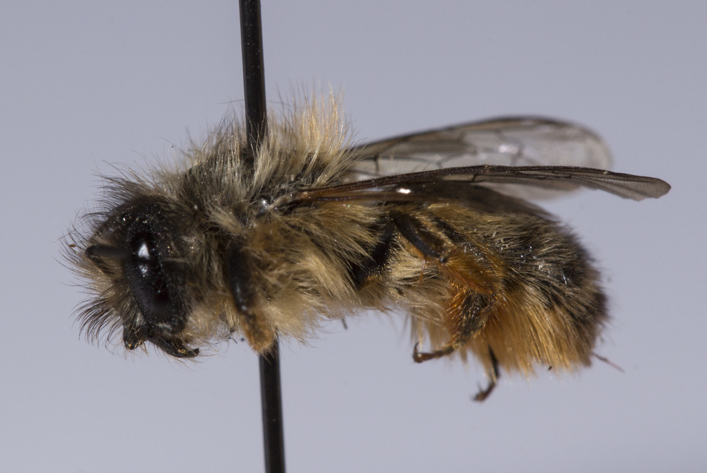 Taurus Mason Bee in May 2019 by MaLisa Spring · iNaturalist