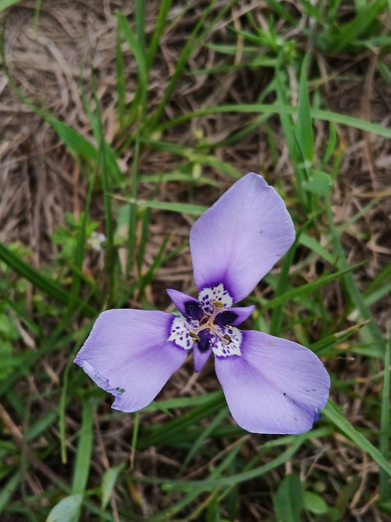 Prairie Nymph from Katy, TX 77450, USA on March 24, 2024 at 03:45 PM by ...