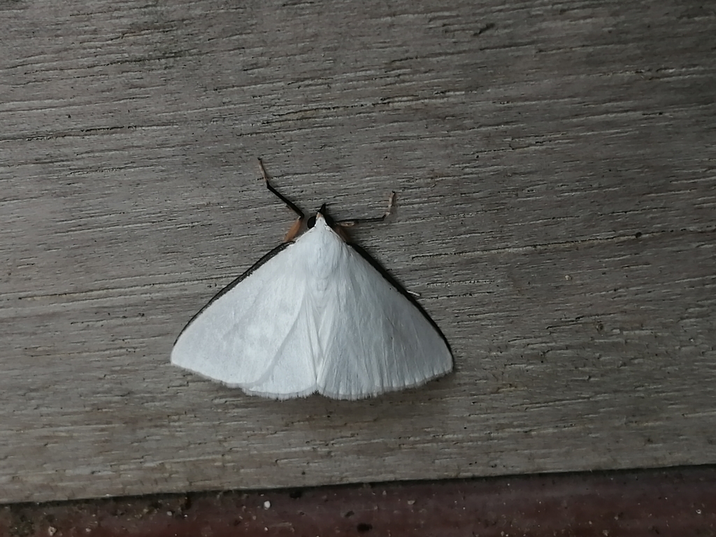 Butterflies and Moths from Santa Marta, Magdalena, Colombia on May 11 ...