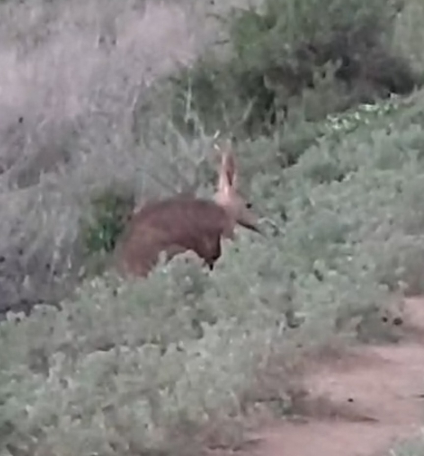 Southern Aardvark from Camdeboo Local Municipality, South Africa on May ...