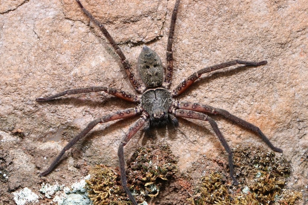 Huntsman Spiders from 云南省昆明市西山区西山旅游专线 西山森林公园 柏西文先生之墓 昆明西山风景区-环保大巴玉兰园站 ...