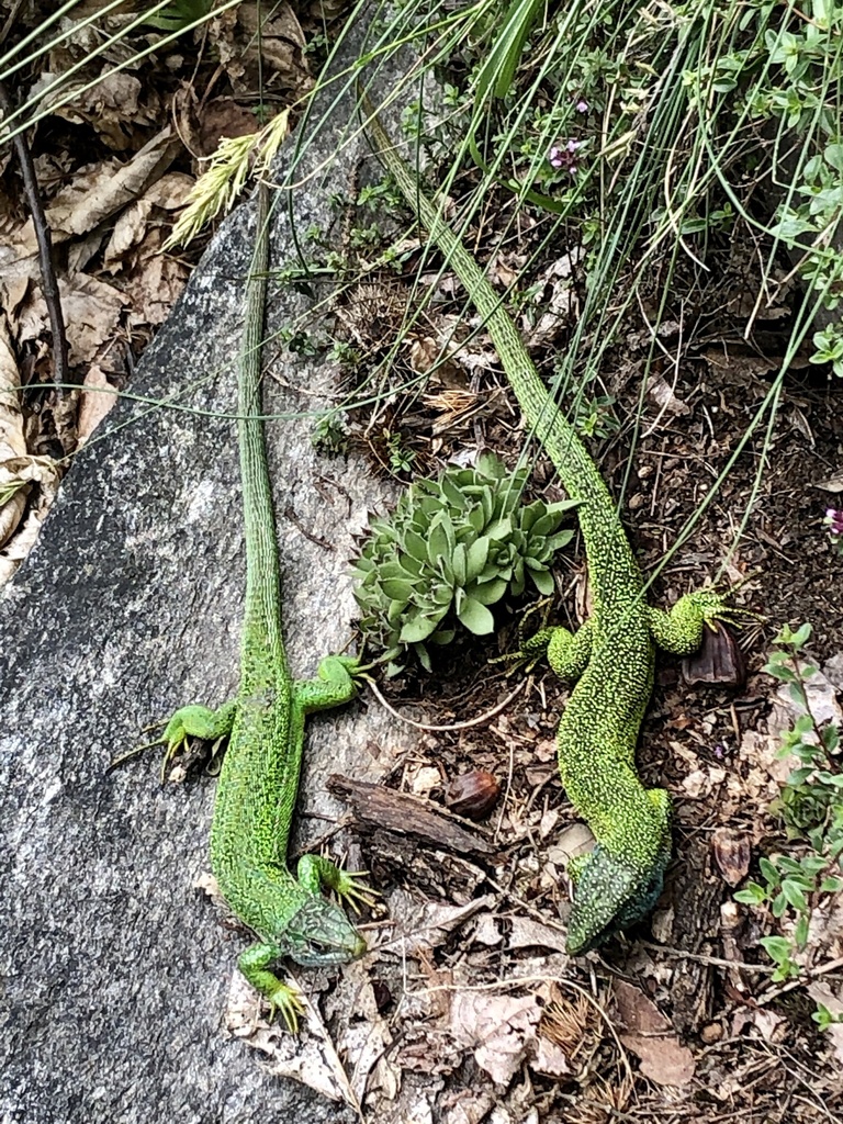 Western Green Lizard in June 2020 by Elmar Morscher · iNaturalist