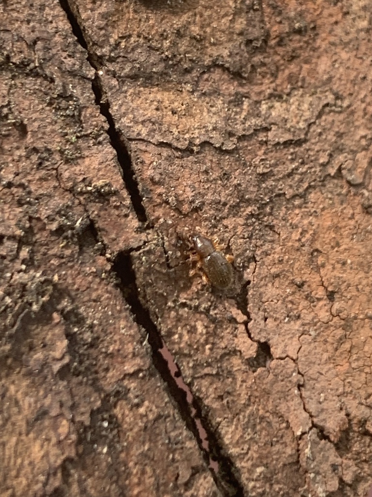 Hairy Spider Weevil from Water St, Guelph, ON, CA on May 13, 2024 at 02 ...