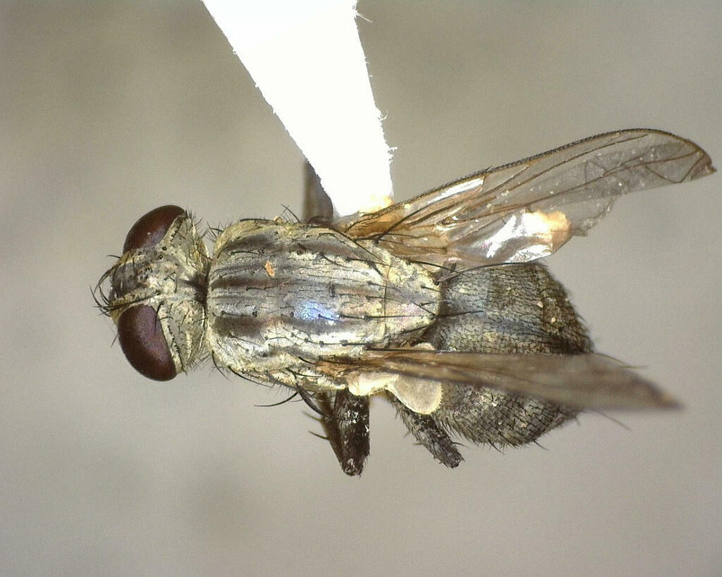 Muscoid Flies from Kimble County, TX, USA on July 14, 2023 at 01:47 PM ...