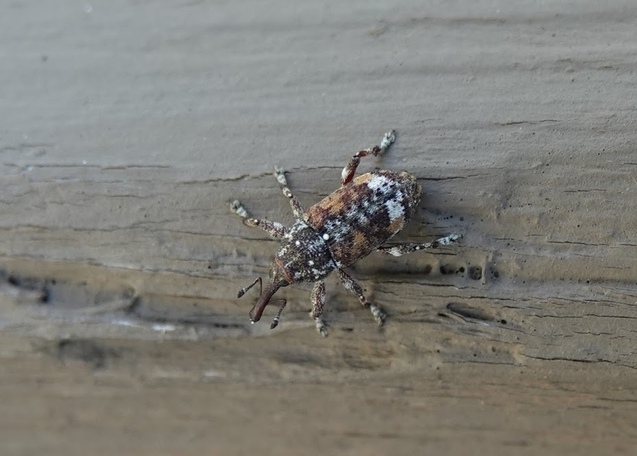 Pine Weevils from Kanata, Ottawa, ON, Canada on May 6, 2024 at 03:16 PM ...