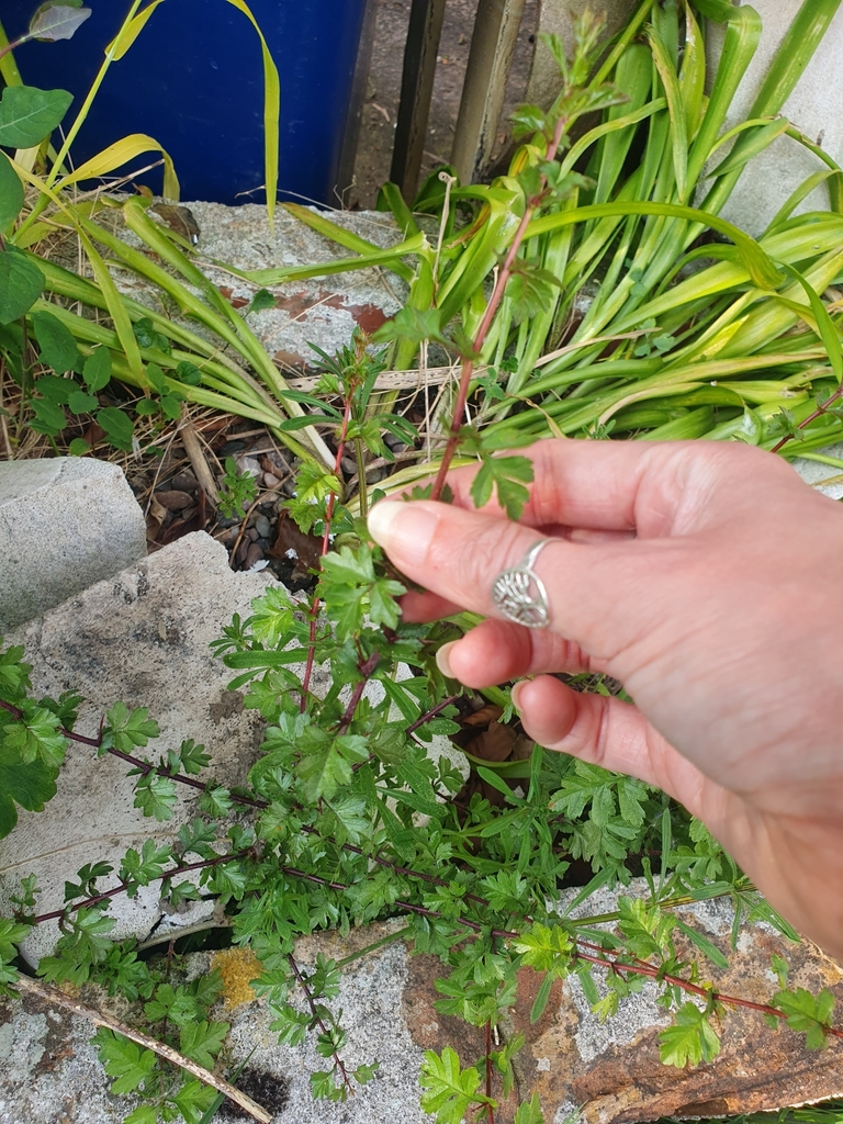 common hawthorn from Much Hoole, Preston PR4, UK on May 10, 2024 at 05: ...