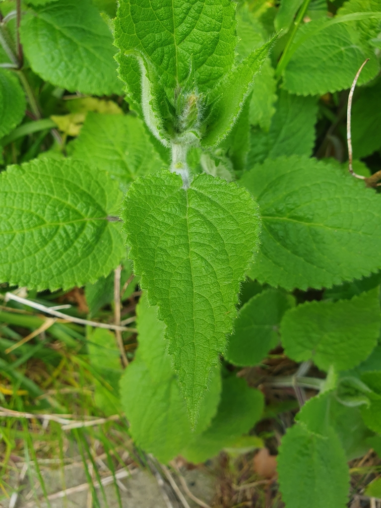 hedge woundwort from Much Hoole, Preston PR4, UK on May 10, 2024 at 05: ...