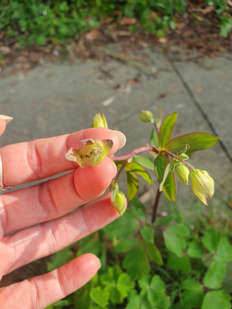 common columbine from Much Hoole, Preston PR4, UK on May 10, 2024 at 05 ...