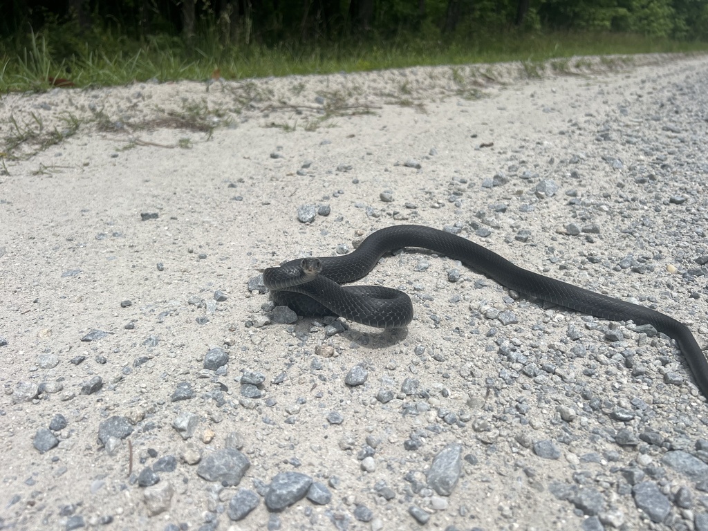 Northern Black Racer in May 2024 by Tucker Cribb · iNaturalist