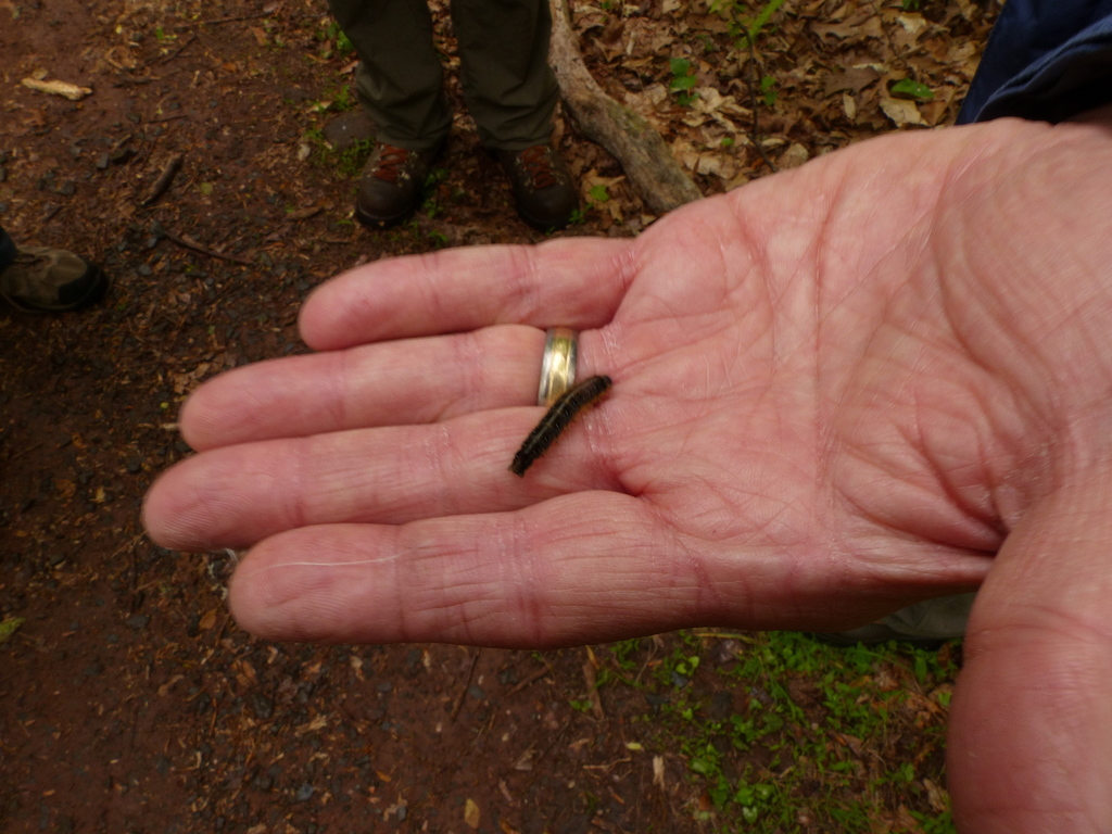 Eastern Tent Caterpillar Moth from French Creek, Berks County, US-PA ...