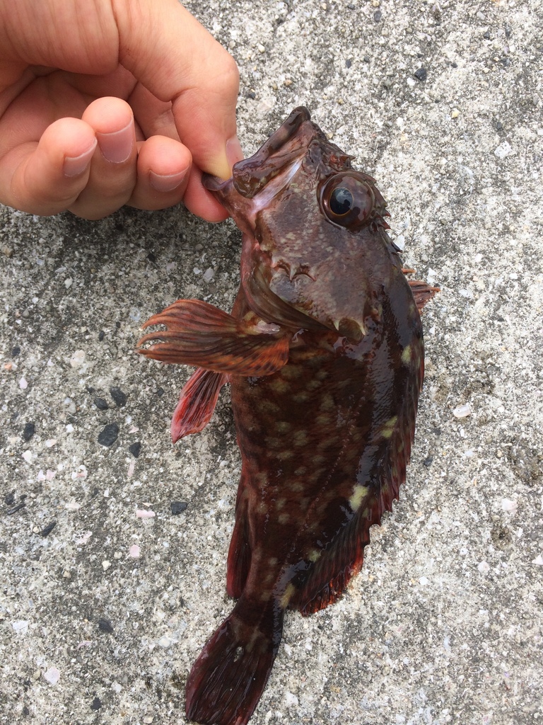 False Kelpfish from 浜方, 防府市, 山口県, JP on May 6, 2019 at 09:25 AM by 橋本匠護 ...