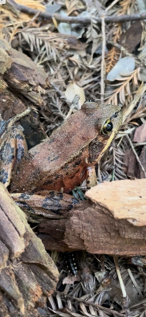Northern Red-legged Frog in May 2024 by Zea MindWerl · iNaturalist