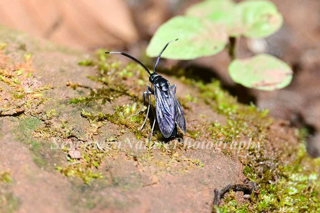 Burnet Moths from 中国云南省西双版纳傣族自治州勐腊县213国道JHFQ+HXH 邮政编码: 666399 on May 4 ...