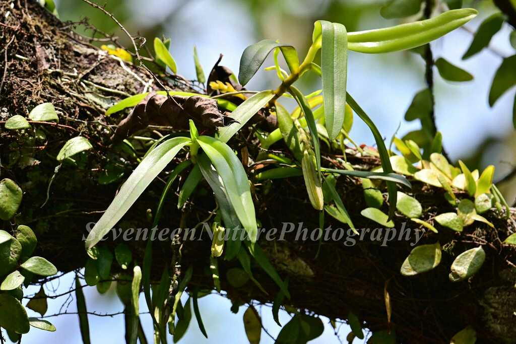 Thrixspermum centipeda in May 2024 by Kaniska · iNaturalist