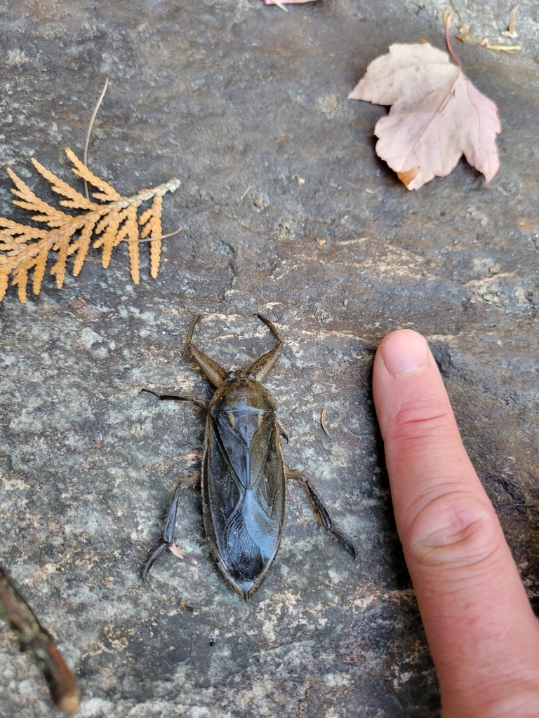 American Giant Water Bug from Ontario P0H, Canada on September 30, 2023 ...