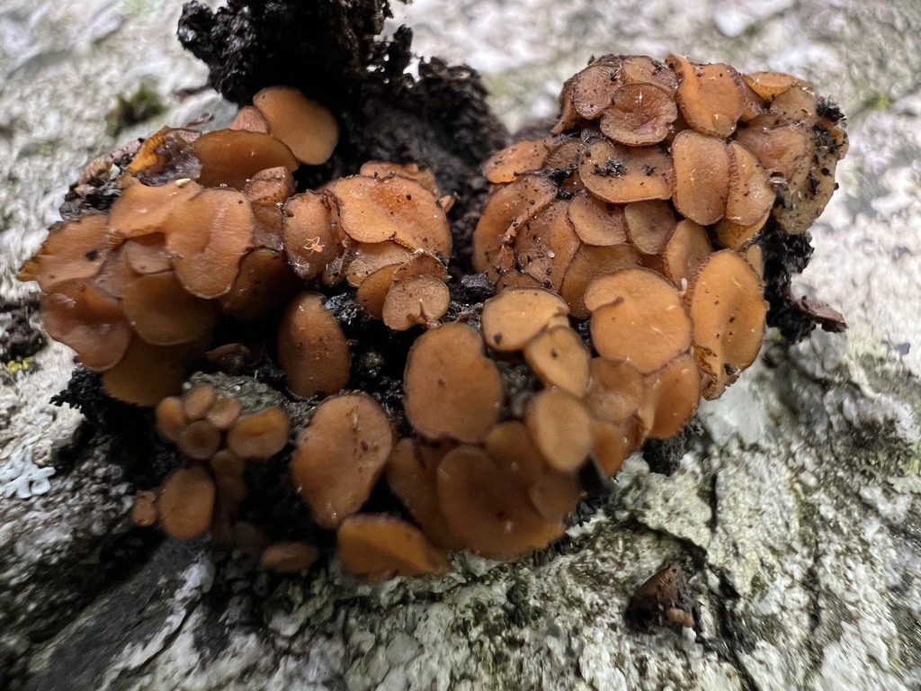 Pyronemataceae from Shenandoah National Park, Syria, VA, US on May 11 ...