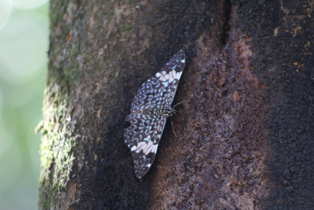 Red Cracker from Viamão - RS, Brasil on August 7, 2021 at 12:51 PM by ...