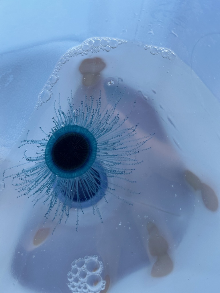 Blue Button from Golfo de California, MX on May 12, 2024 at 10:01 AM by ...