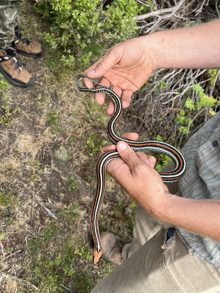 San Francisco Garter Snake in May 2024 by Mike Rochford. Handled with ...