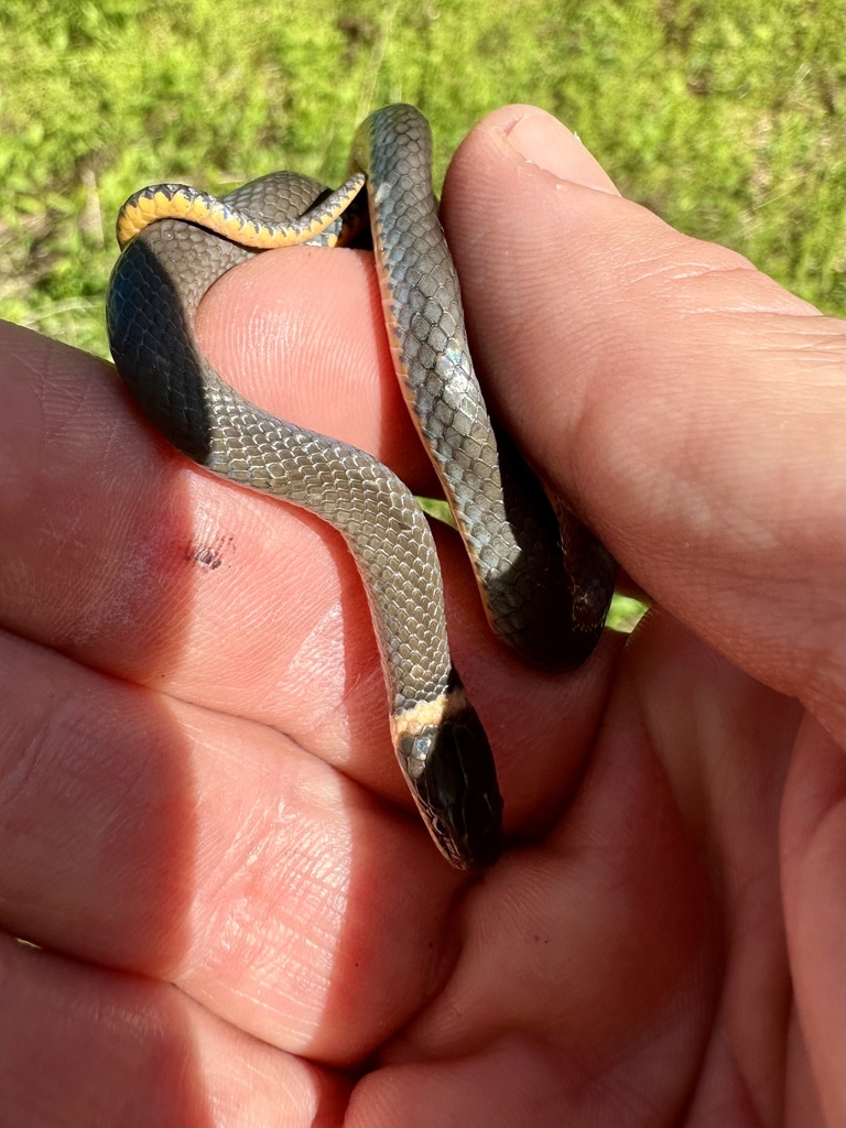 Northern Ringneck Snake in May 2024 by novah21 · iNaturalist