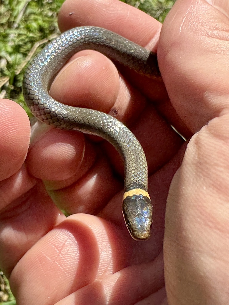 Northern Ringneck Snake in May 2024 by novah21 · iNaturalist