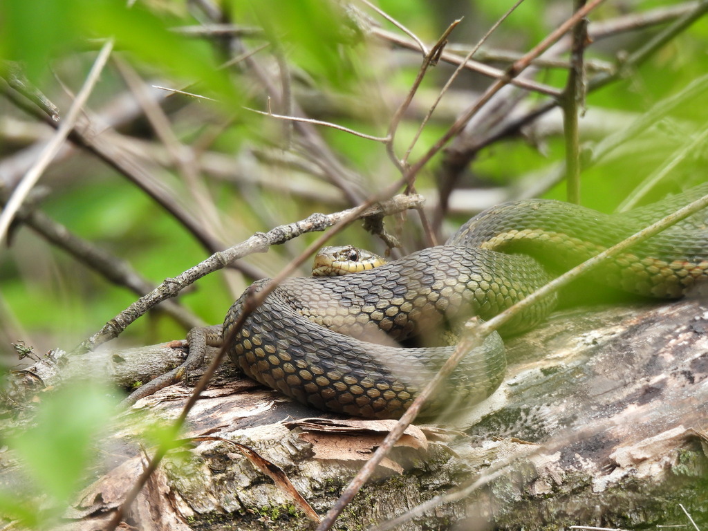 Common Garter Snake from Lucas County, OH, USA on May 5, 2024 at 09:44 ...