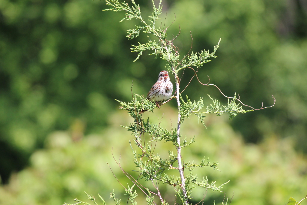 Song Sparrow from Houston Meadow, Fairmount Park Philadelphia on May 23 ...
