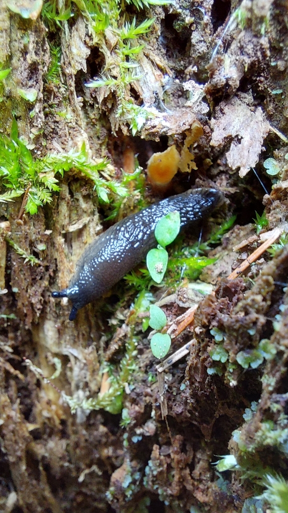 Arion ater rufus from Hamilton, ON L9H 5E1, Canada on April 29, 2024 at ...