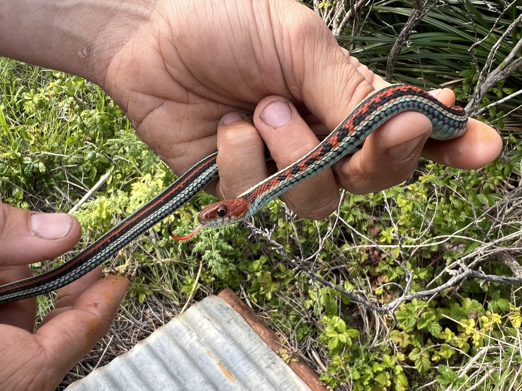 San Francisco Garter Snake in May 2024 by Mike Rochford. Handled with ...