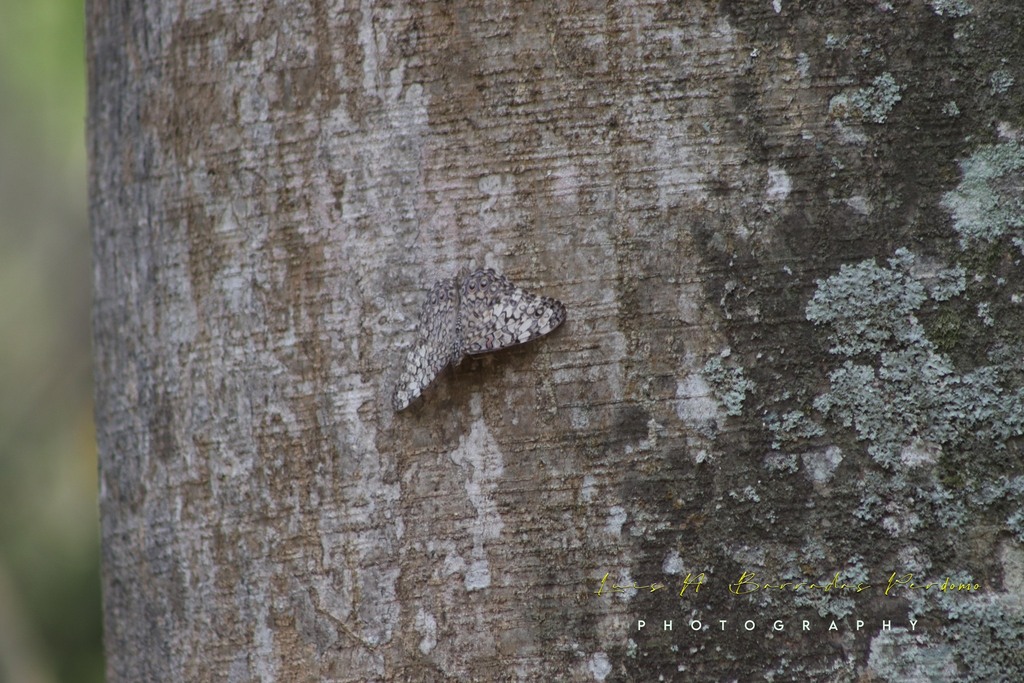 Hamadryas februa ferentina from Nido del Halcón, Col Santa Bárbara, Ver ...
