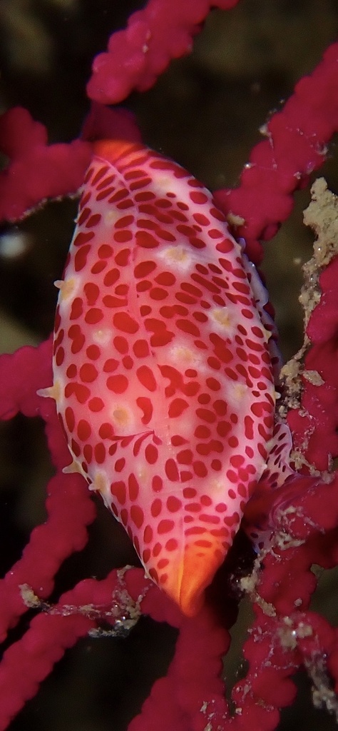 Vidler's Simnia from North Pacific Ocean, San Diego, CA, US on May 11 ...