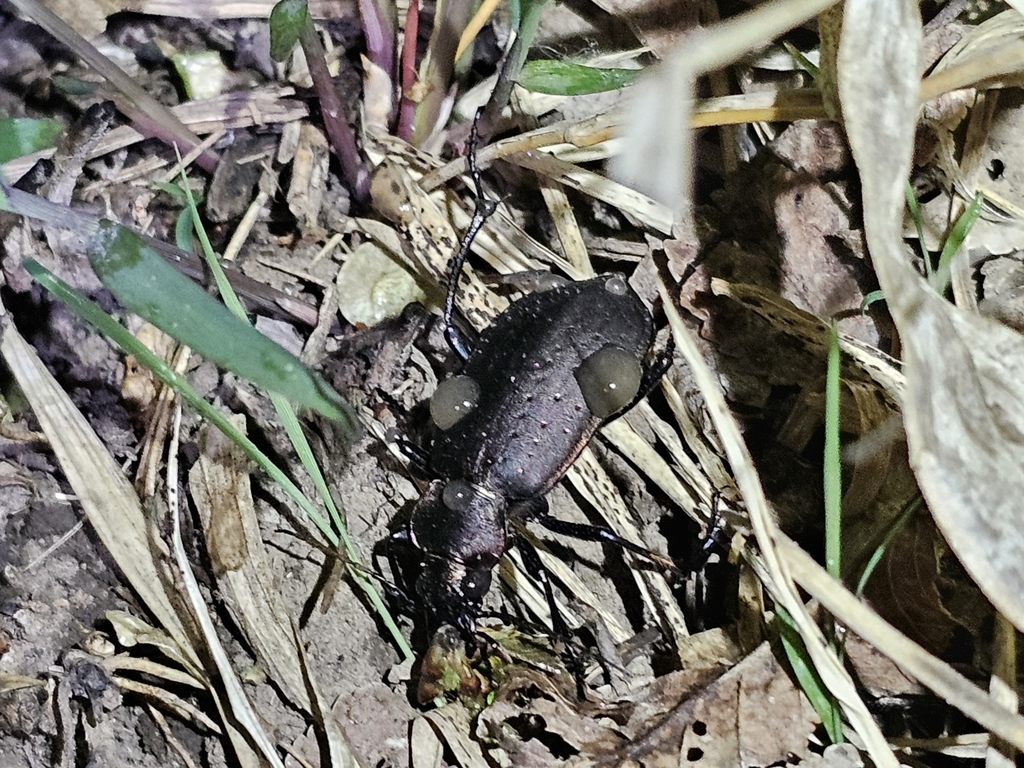 Calosoma chinense from Tieling, CN-LN, CN on May 10, 2024 at 10:31 PM ...