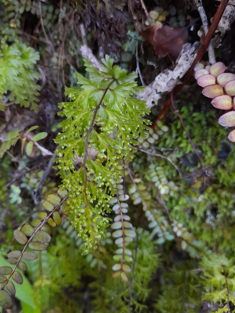 drooping filmy fern from Blenheim 7275, New Zealand on May 14, 2024 at ...