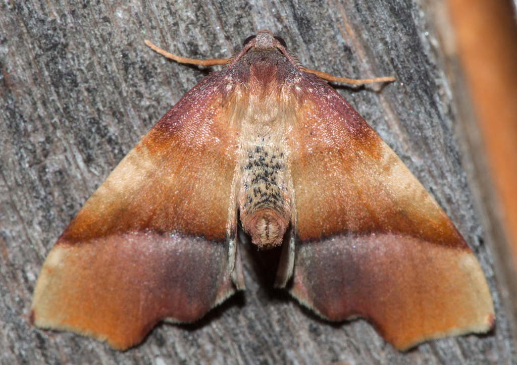 Straight-lined Plagodis Moth from Nannacher Rd, Waterbury, VT 05676 ...