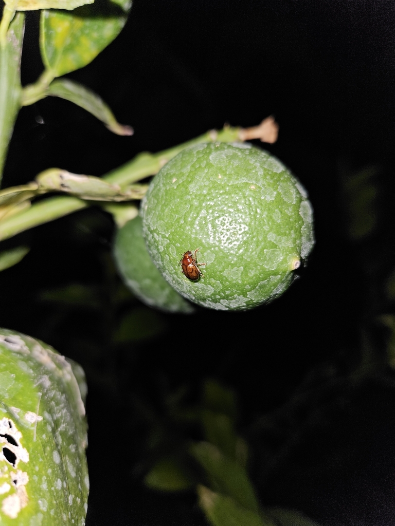 Cuban May Beetle from Miami Shores, FL 33168, USA on May 5, 2024 at 12: ...