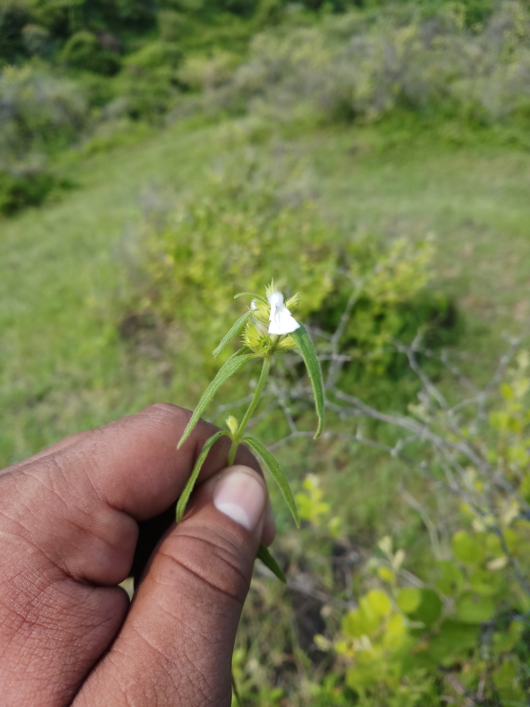 Thumba from Gujarat, India on September 6, 2020 at 09:50 AM by Aamir ...