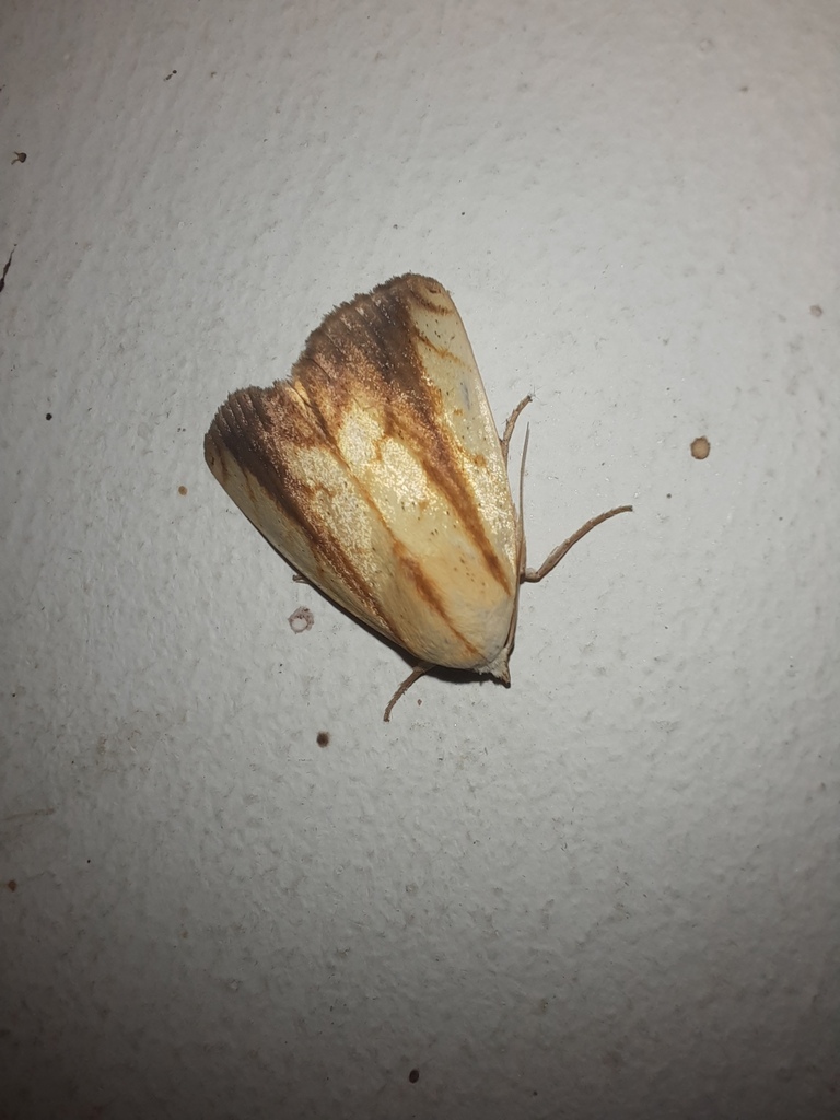 Transverse moth from Sasan Gir, Gujarat 362135, India on August 19 ...