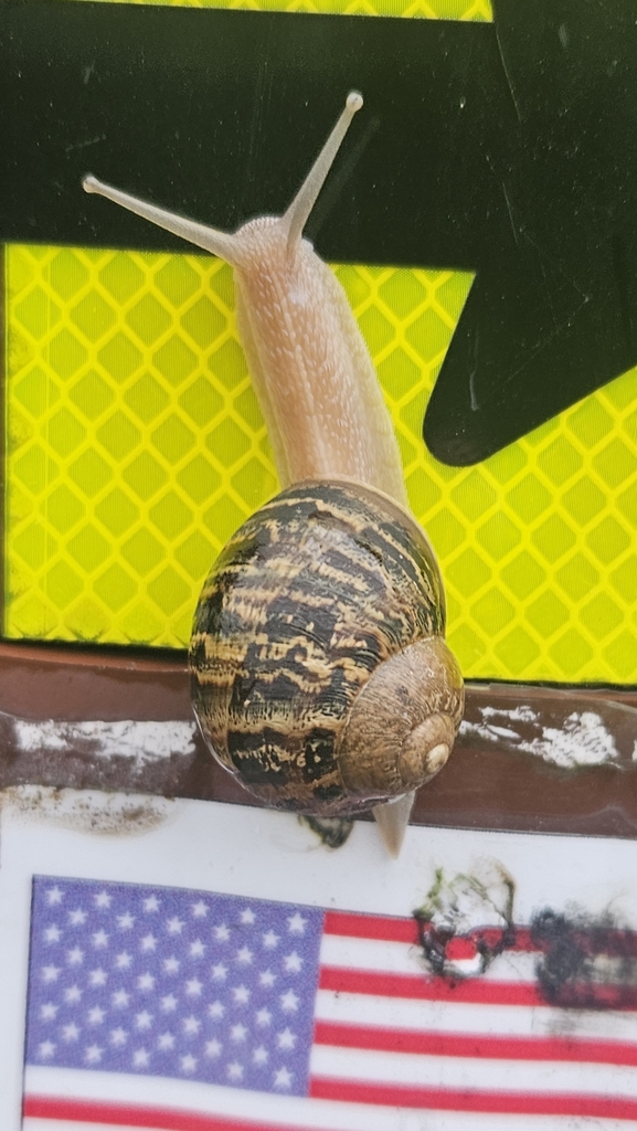 Garden Snail from Schertz, TX, USA on May 13, 2024 at 12:58 PM by ...