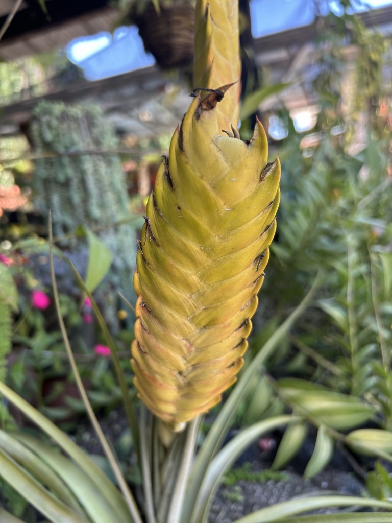Rattlesnake Plant from Jardín Botanico Vallarta, Cabo Corrientes, Jal ...