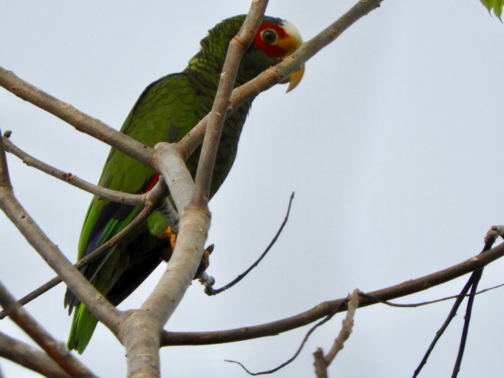 Yellow-lored Parrot in May 2019 by Roberto Rojo · iNaturalist