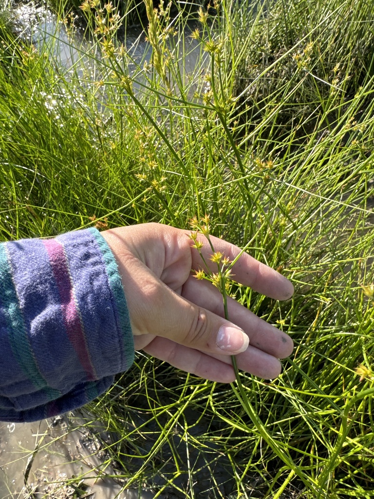 Roundhead Rush from Lavon, TX, US on May 14, 2024 at 08:53 AM by ...