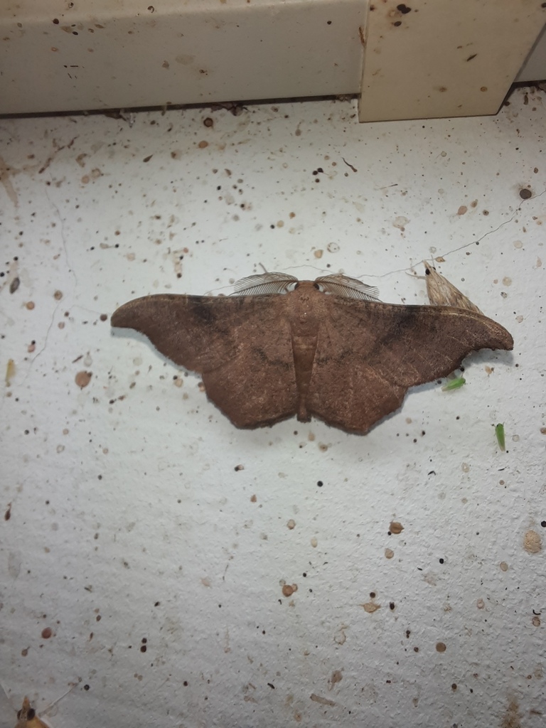 Black Looper from Sasan Gir, Gujarat 362135, India on August 24, 2021 ...