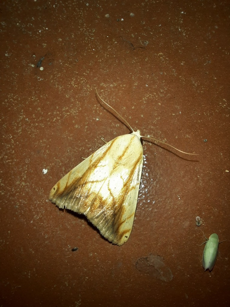 Transverse moth from Sasan Gir, Gujarat 362135, India on August 31 ...