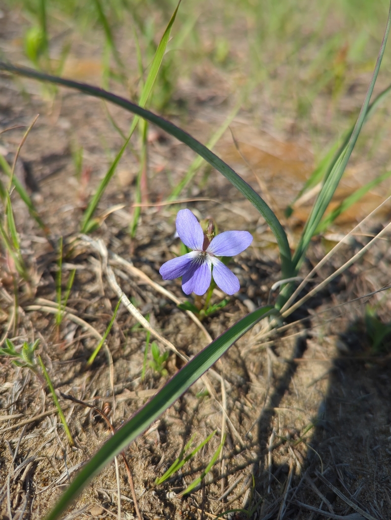 Prairie Violet from Bethel, MN 55005, USA on May 14, 2024 at 09:21 AM ...