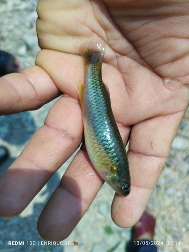 Escamudo del Balsas (Profundulus balsanus)
