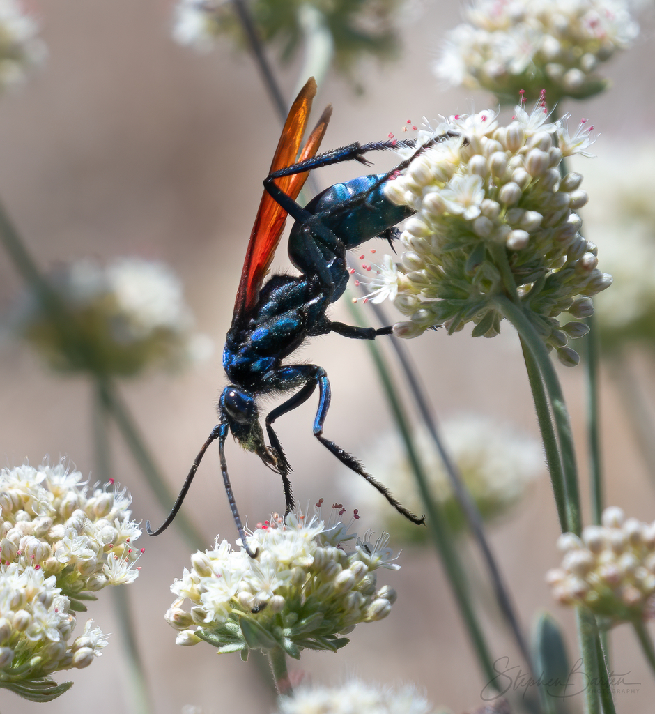 New World Tarantula-hawk Wasps from San Diego County, CA, USA on May 6 ...